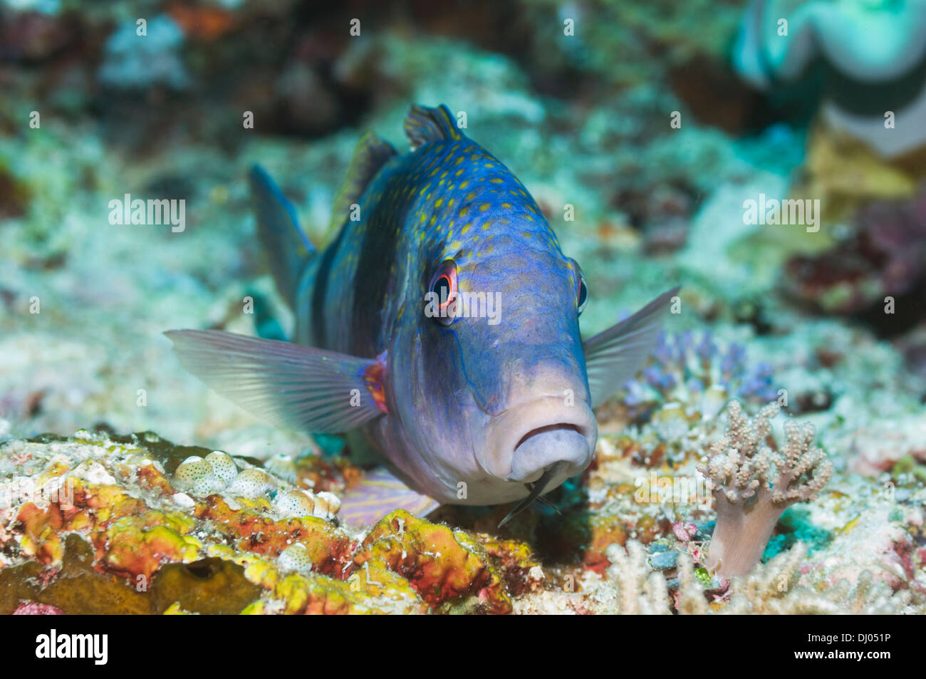 Indian goatfish hi-res stock photography and images - Alamy