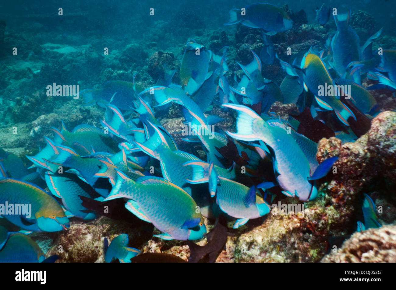 Fish eating coral hi-res stock photography and images - Alamy