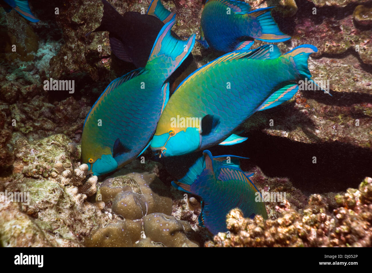 Parrotfish eating hi-res stock photography and images - Alamy