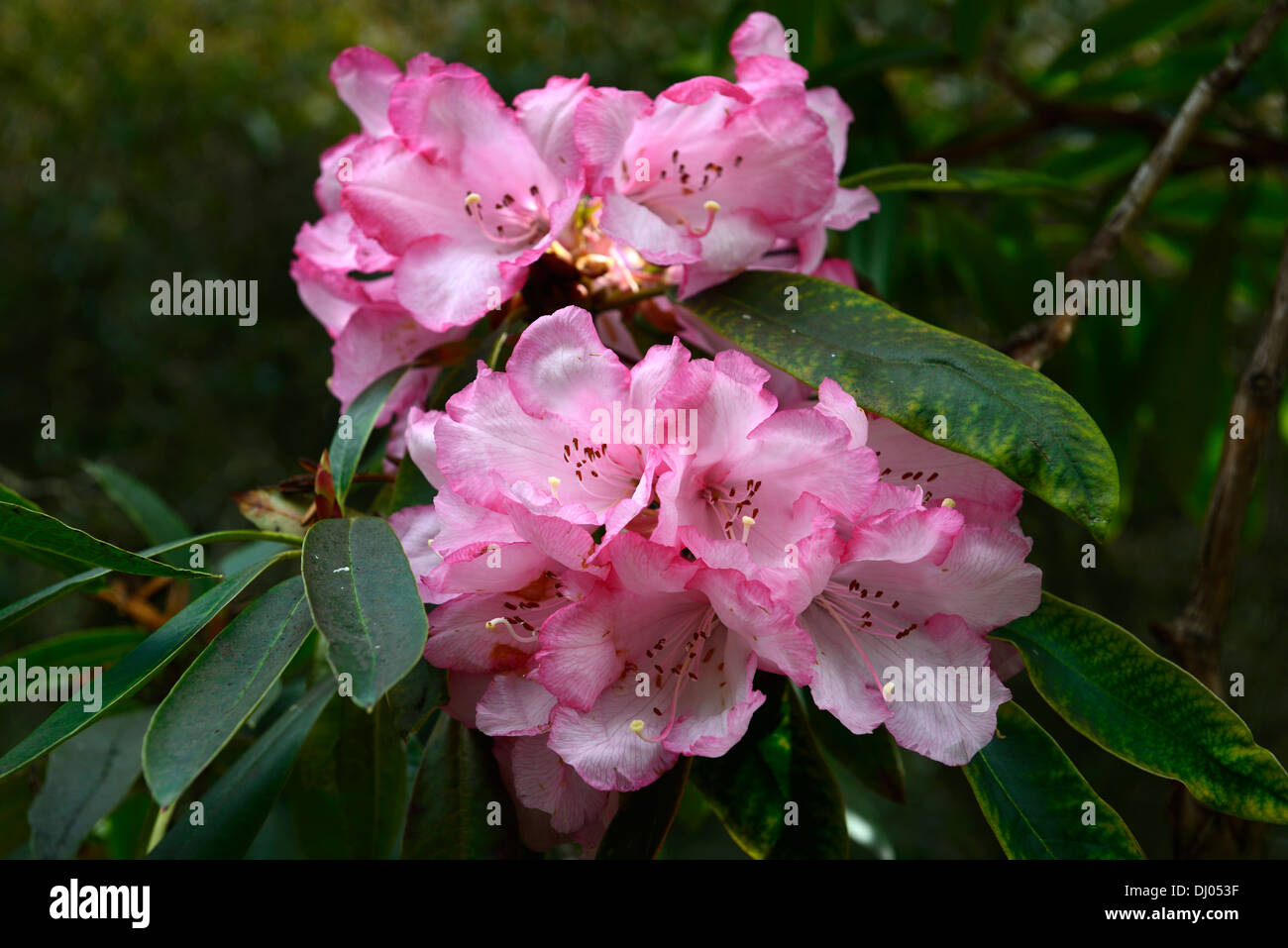 rhododendron gills goliath pink flower flowers flowering shrub shrubs ...