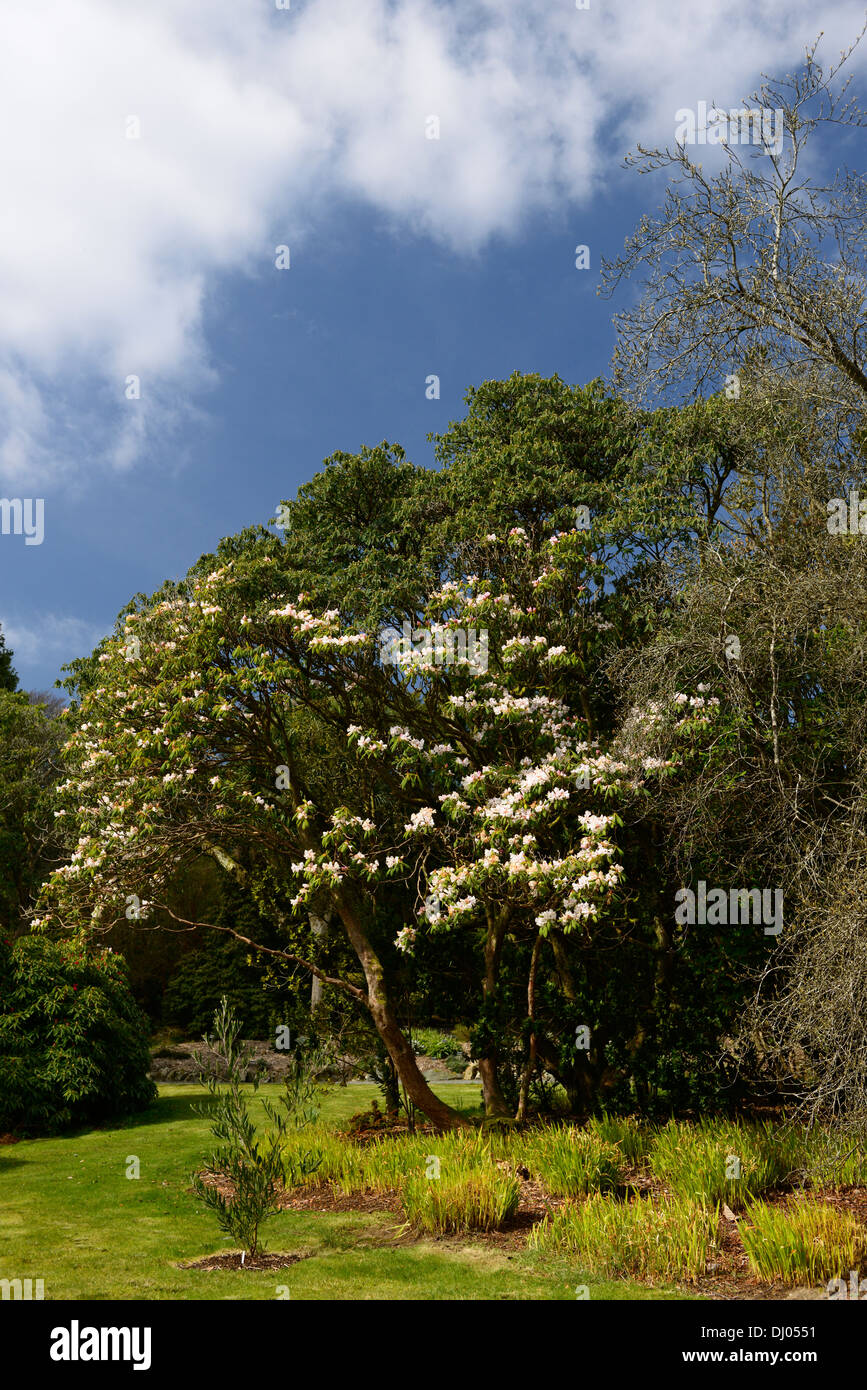 rhododendron white flowers flowering tree spring kilmacurragh arboretum ...