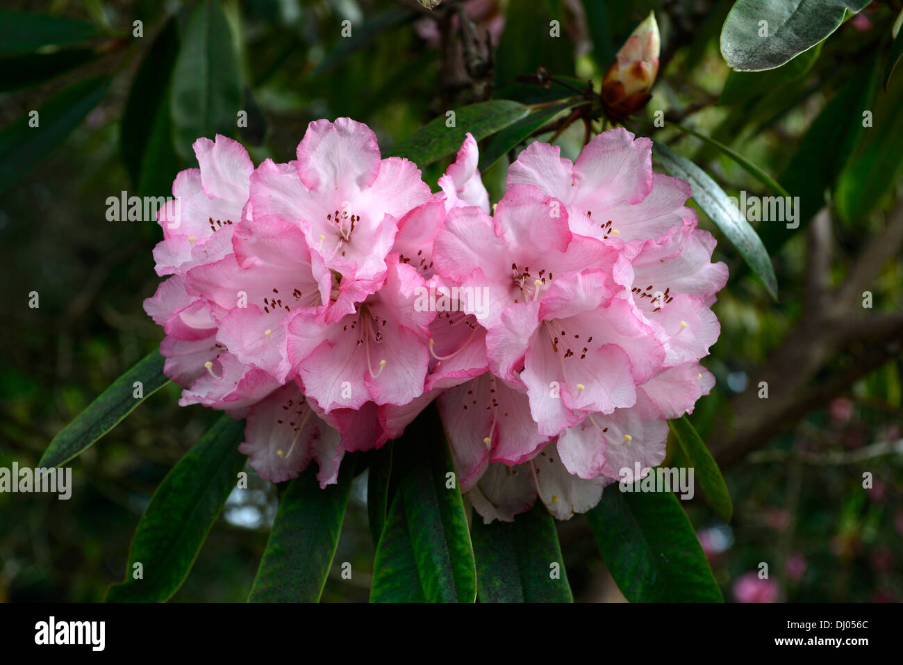 rhododendron gills goliath pink flower flowers flowering shrub shrubs ...