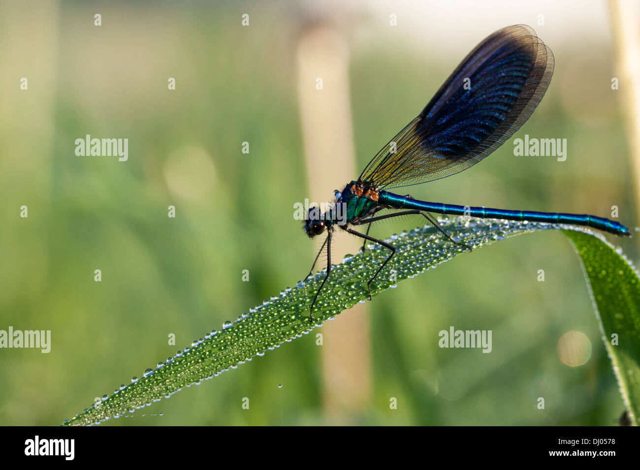 Beautiful drop hi-res stock photography and images - Alamy