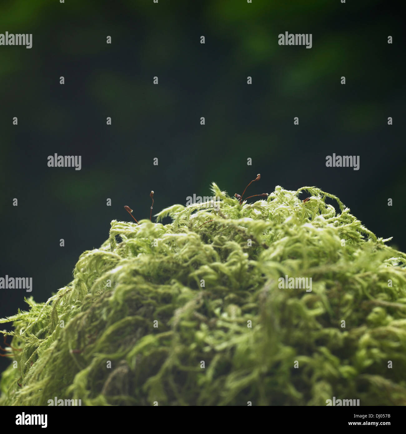 Ball moss hi-res stock photography and images - Alamy