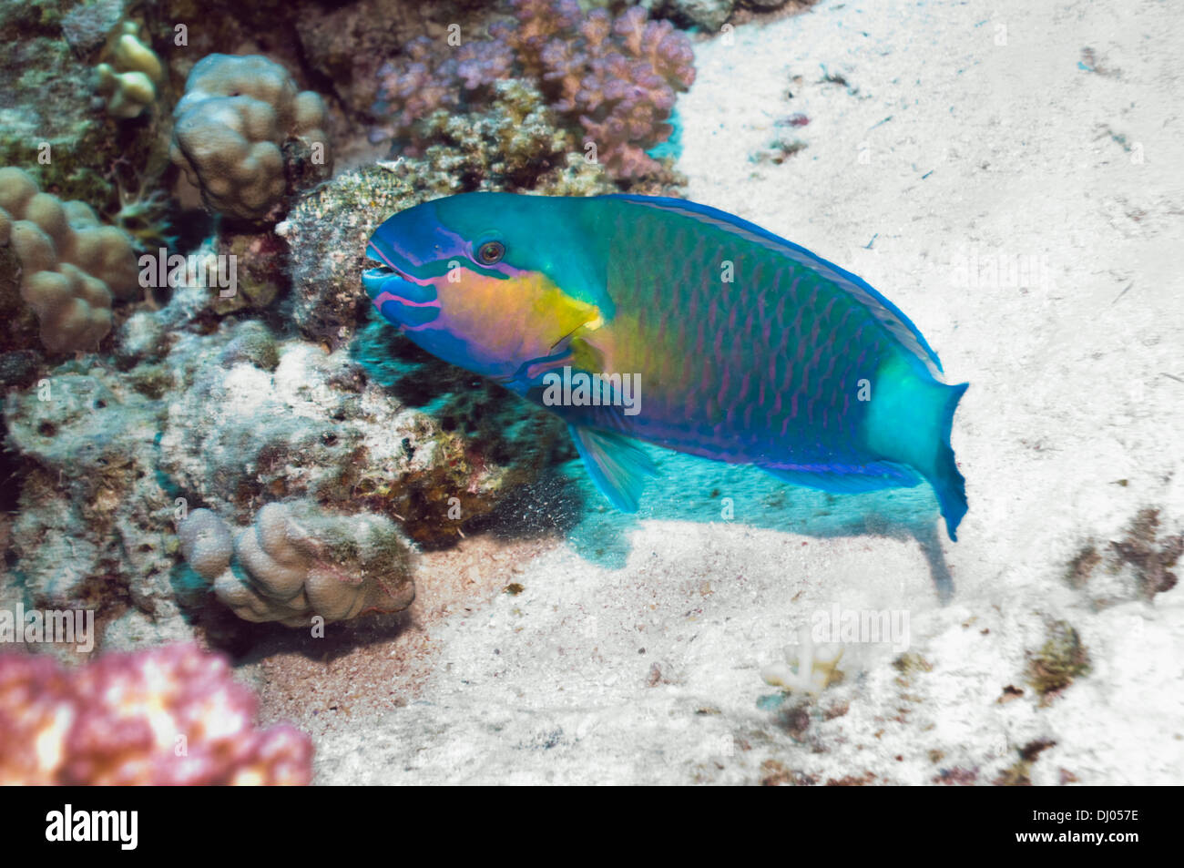 Daisy parrotfish (Chlorurus sordidus). Egypt, Red Sea Stock Photo - Alamy