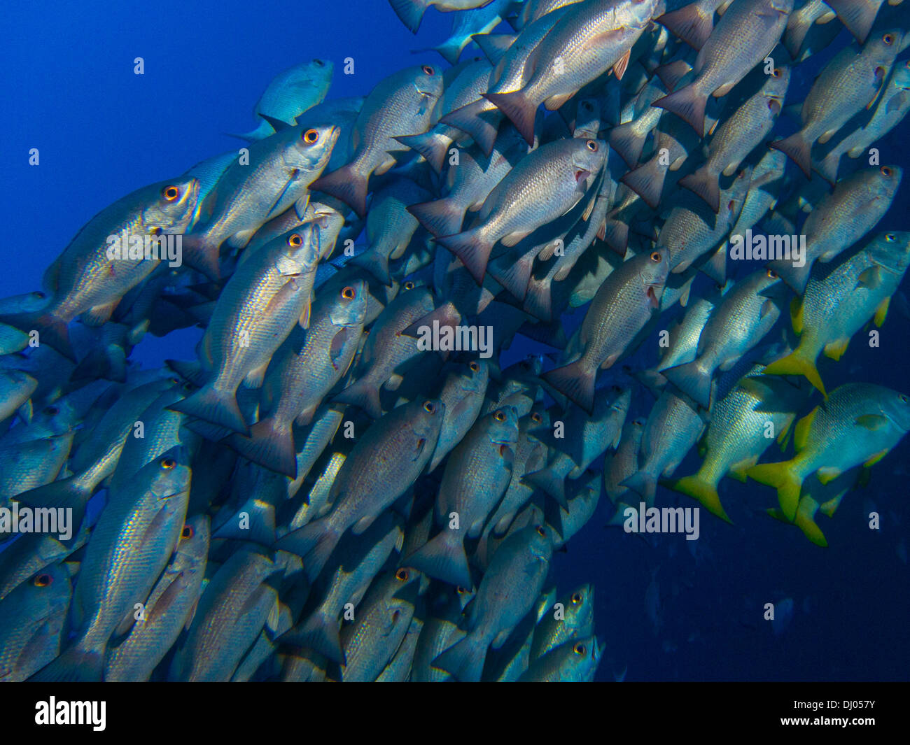 underwater, Costa Rica, Cocos island, sea, ocean, scuba, diving, marine ...