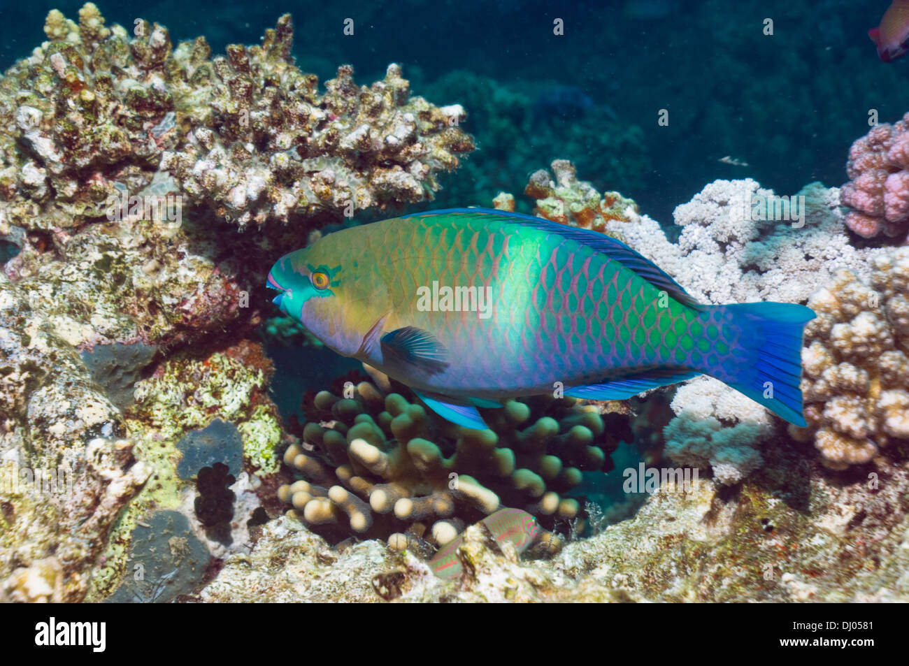 Rusty parrotfish (Scarus ferrugeneus). Egypt, Red Sea. Range Red Sea ...