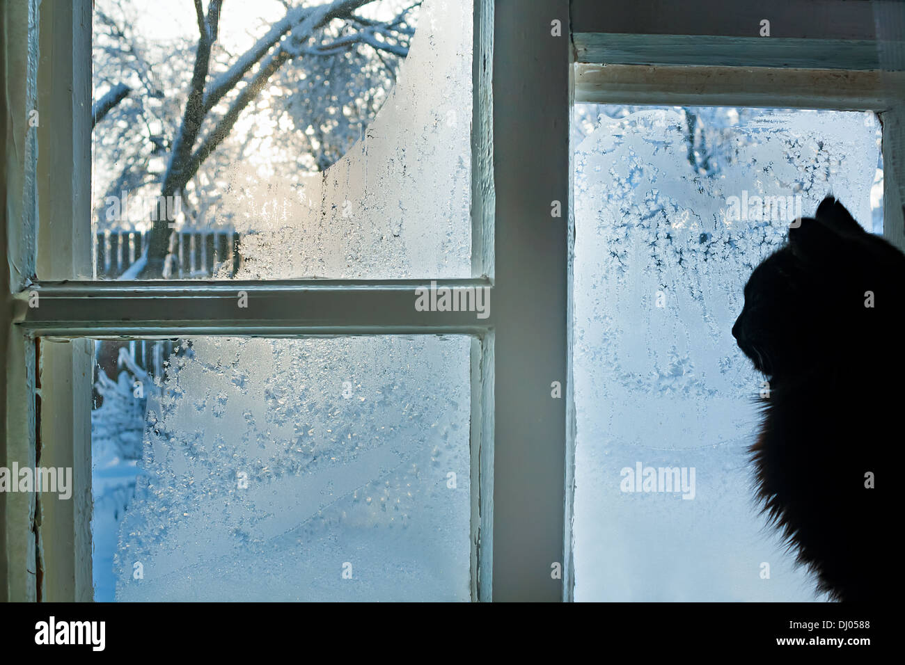 the cat looks at the street through the frozen winter window Stock ...