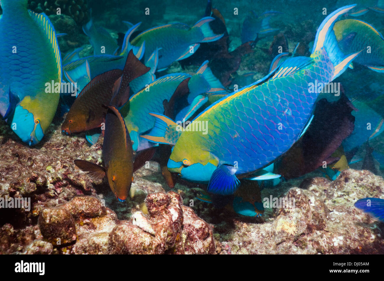 Parrotfish eating hi-res stock photography and images - Alamy