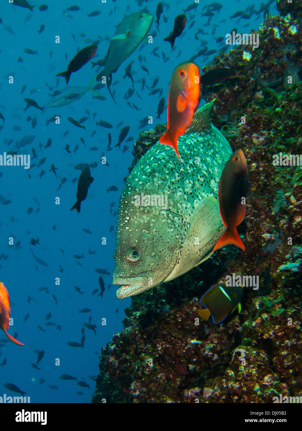 underwater, Costa Rica, Cocos island, ocean, sea, scuba, diving, fish ...