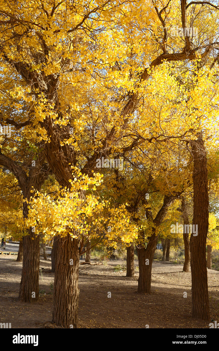 Golden trees in autumn Stock Photo - Alamy