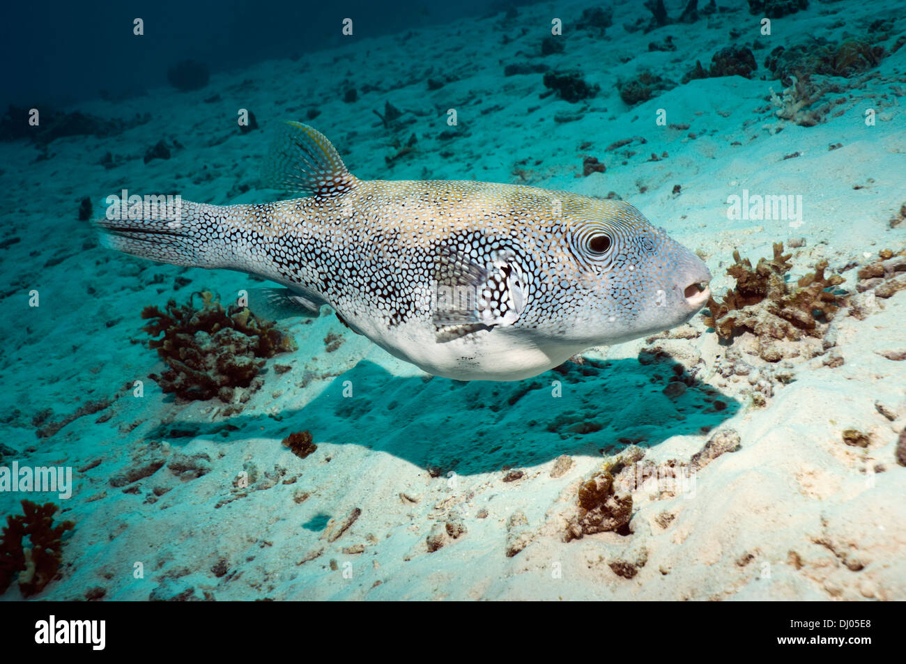 Star puffer (Arothron stellatus) swimming over sandy slope. Andaman Sea ...