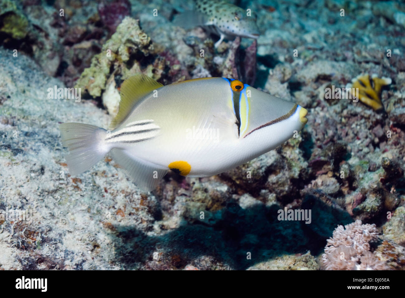 Picasso fish hi-res stock photography and images - Alamy