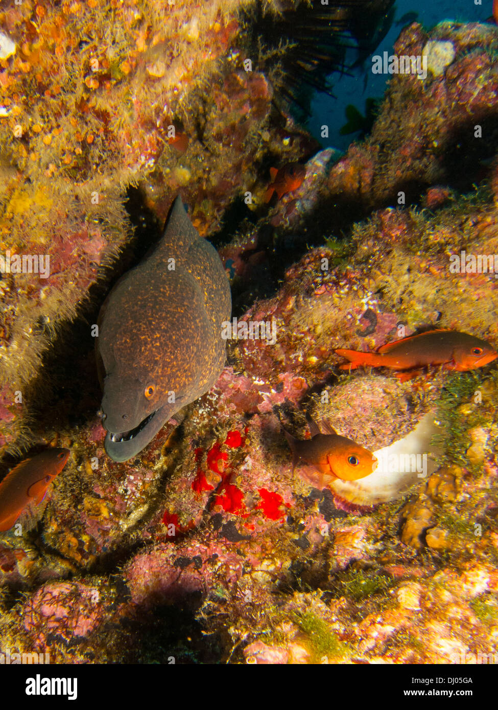 underwater, Costa Rica, Cocos island, sea, ocean, scuba, diving, marine ...