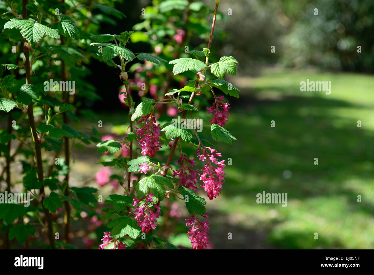 ribes sanguineum superbum flowering currant closeup pink flowers plant ...