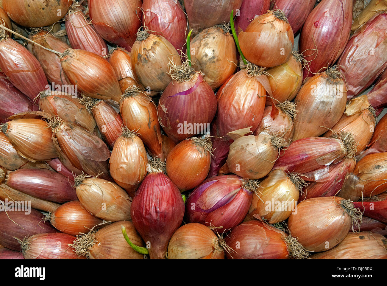 Small shallots hi-res stock photography and images - Alamy
