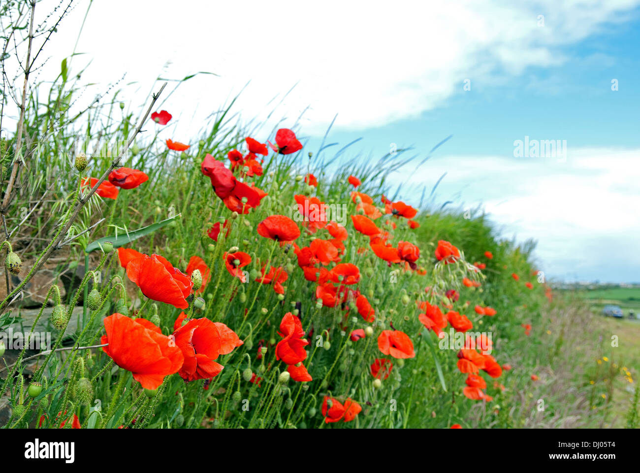 Roadside flowers hi-res stock photography and images - Alamy