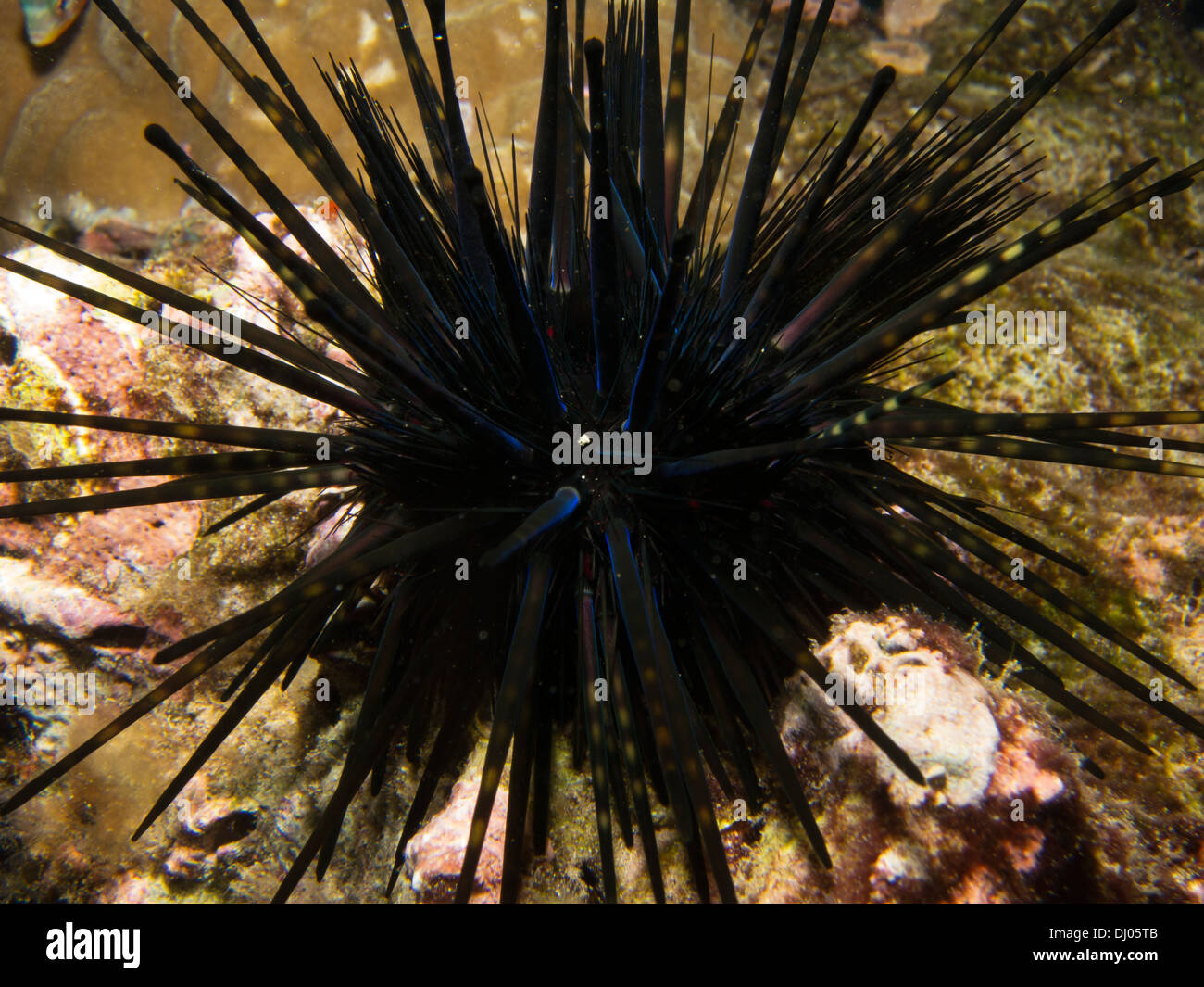 underwater, Costa Rica, Cocos island, sea, ocean, scuba, diving, marine ...