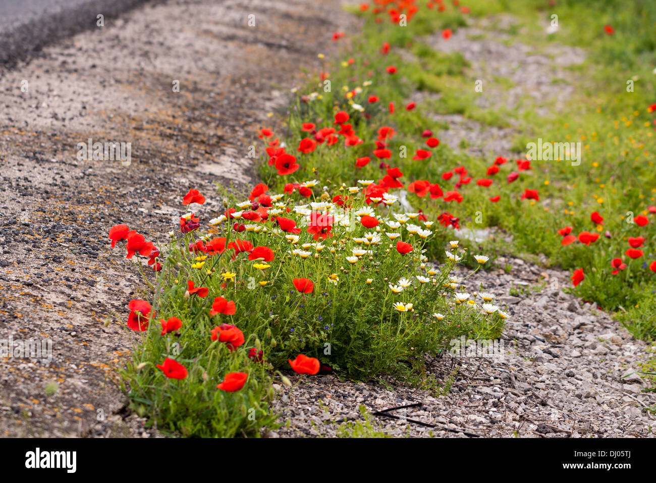 beautiful poppy field in red and green landscape nature background ...