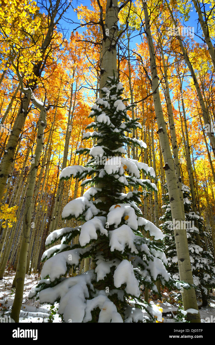 Fall color comes to Colorado landscape Stock Photo - Alamy