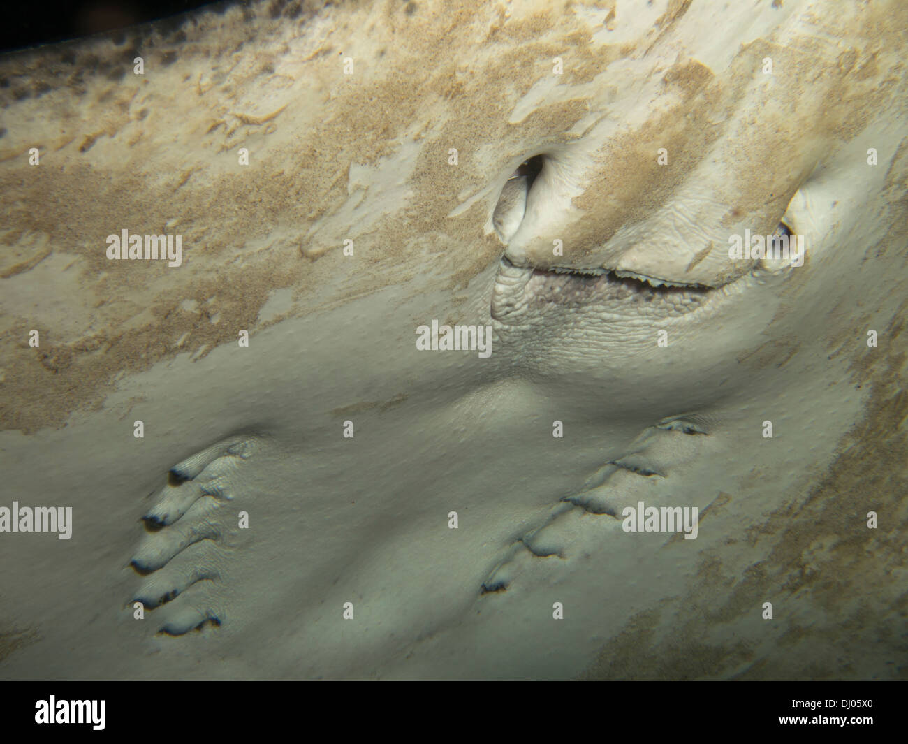 Underwater, Costa Rica, Cocos island, sea, ocean, scuba, diving, marine ...