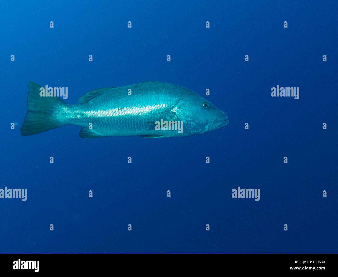 Pargo fish hi-res stock photography and images - Alamy