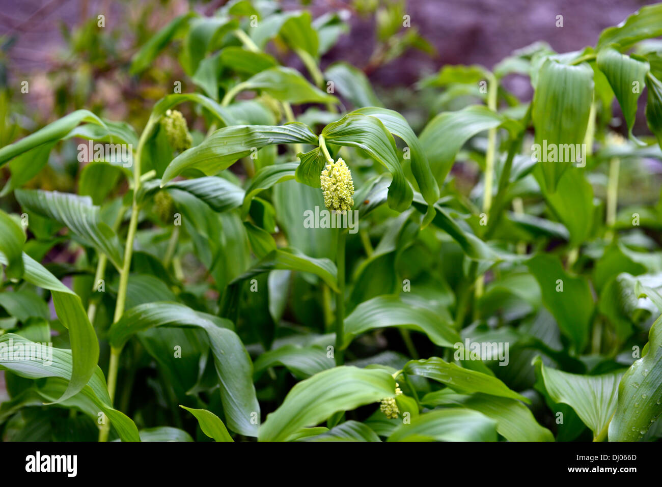 Smilacina racemosa hi-res stock photography and images - Alamy