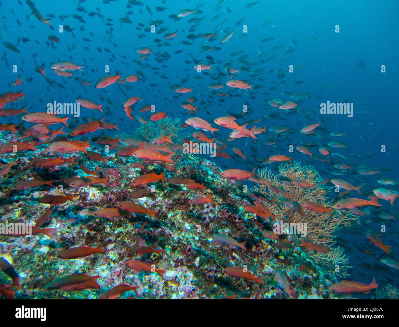 underwater, Costa Rica, Cocos island, sea, ocean, scuba, diving, marine ...