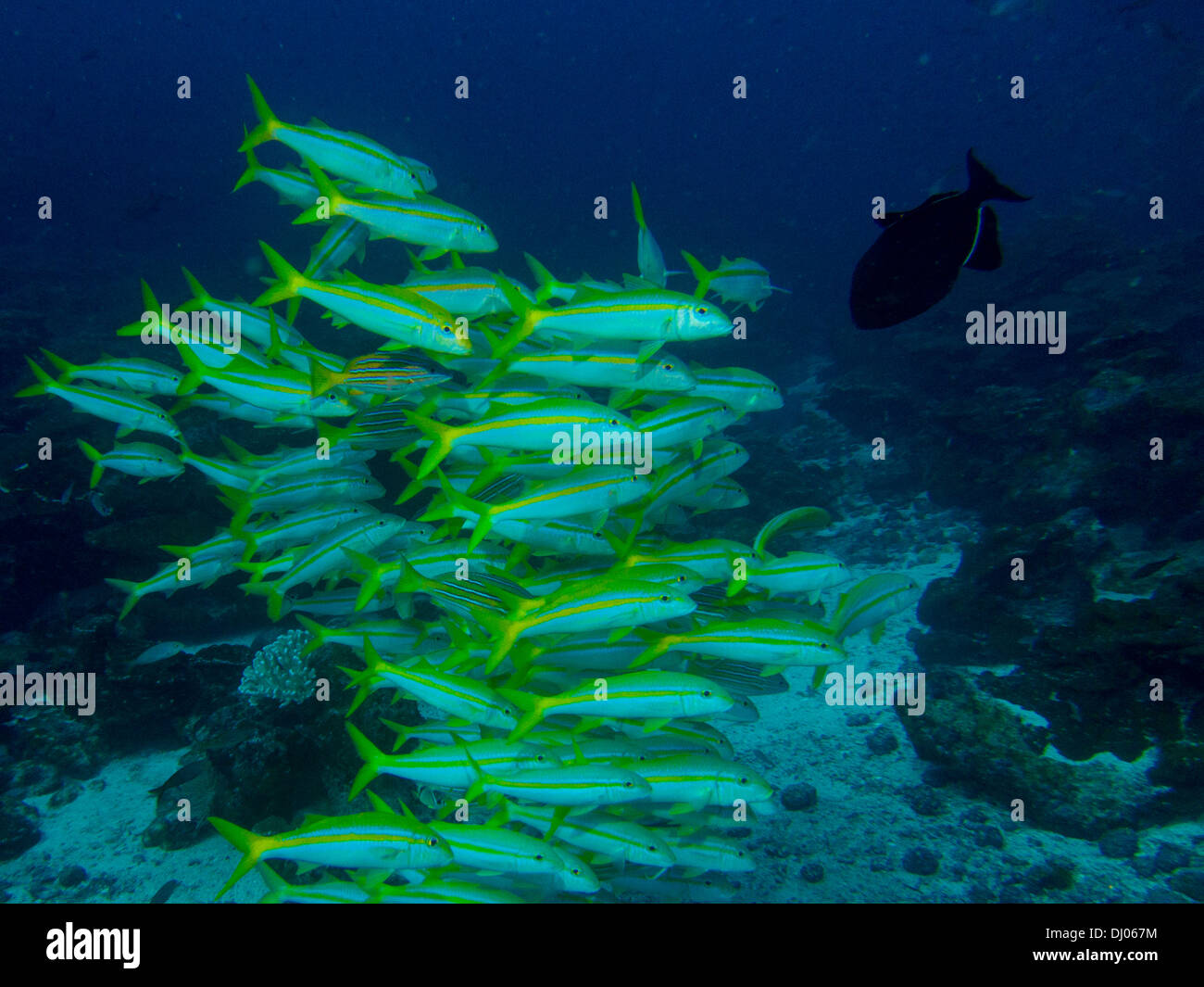underwater, Costa Rica, Cocos island, sea, ocean, scuba, diving, marine ...