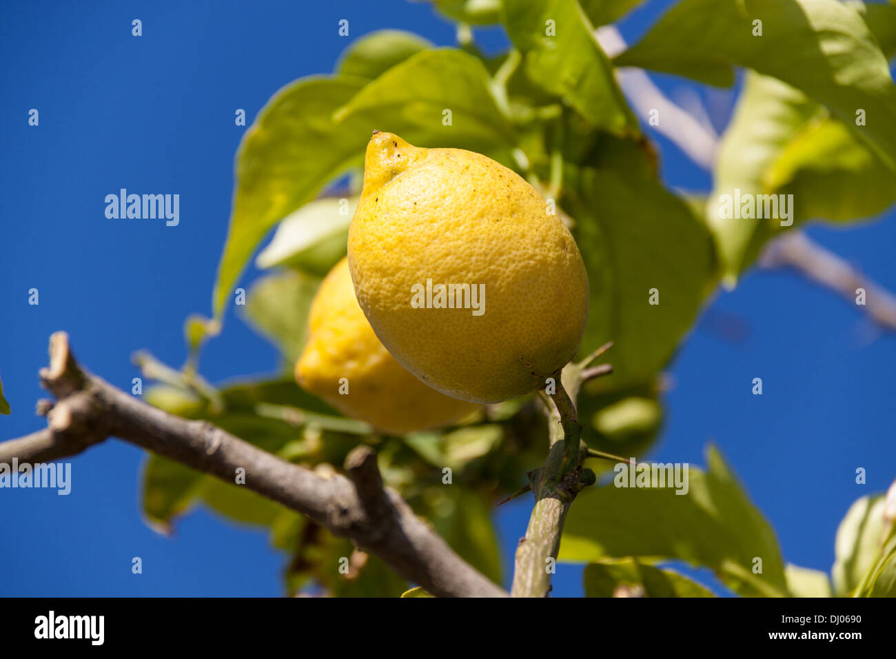 fresh lemons on lemon tree blue sky nature summer fruit background ...