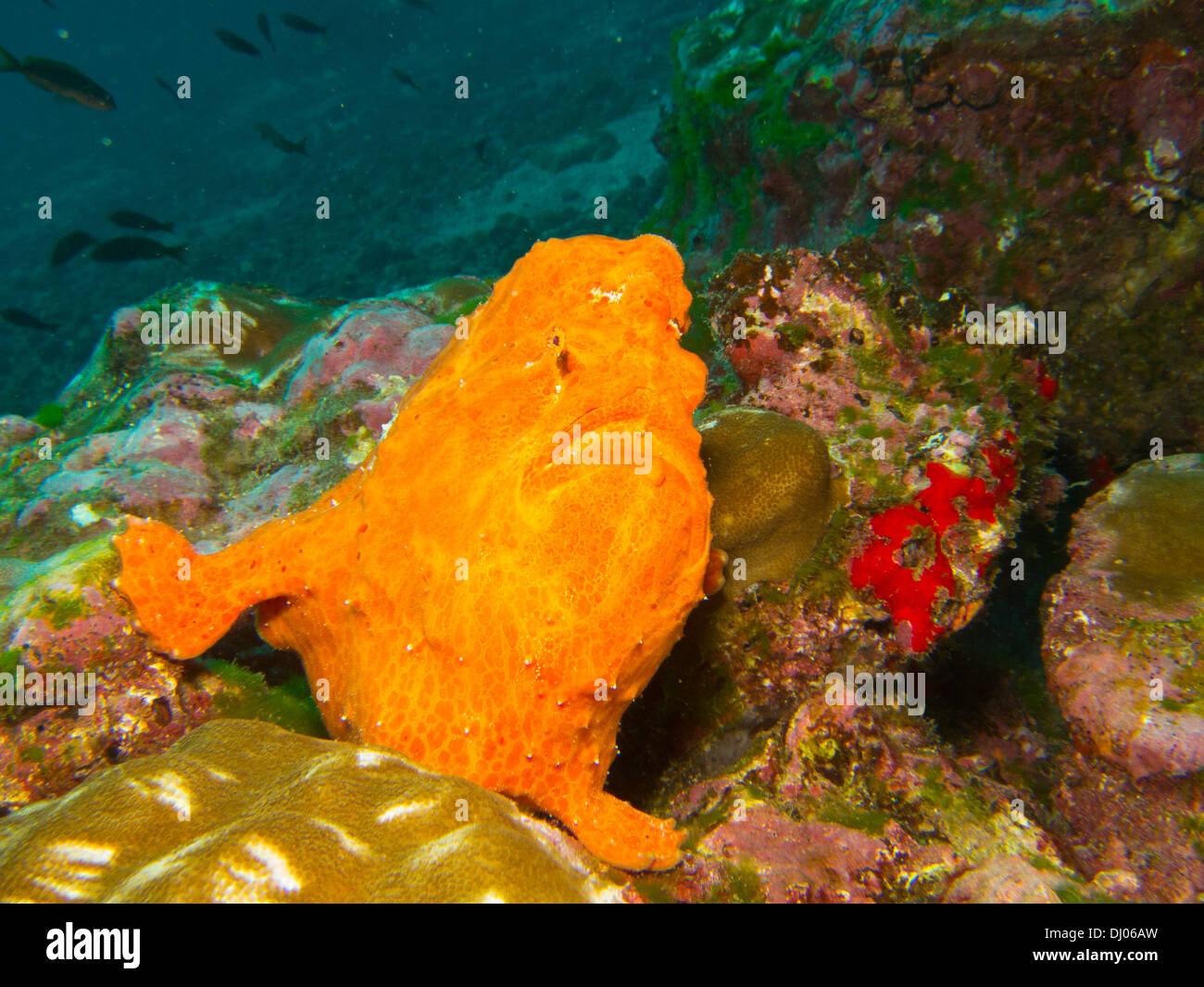 underwater, Costa Rica, Cocos Island, ocean, sea, scuba, diving, marine ...