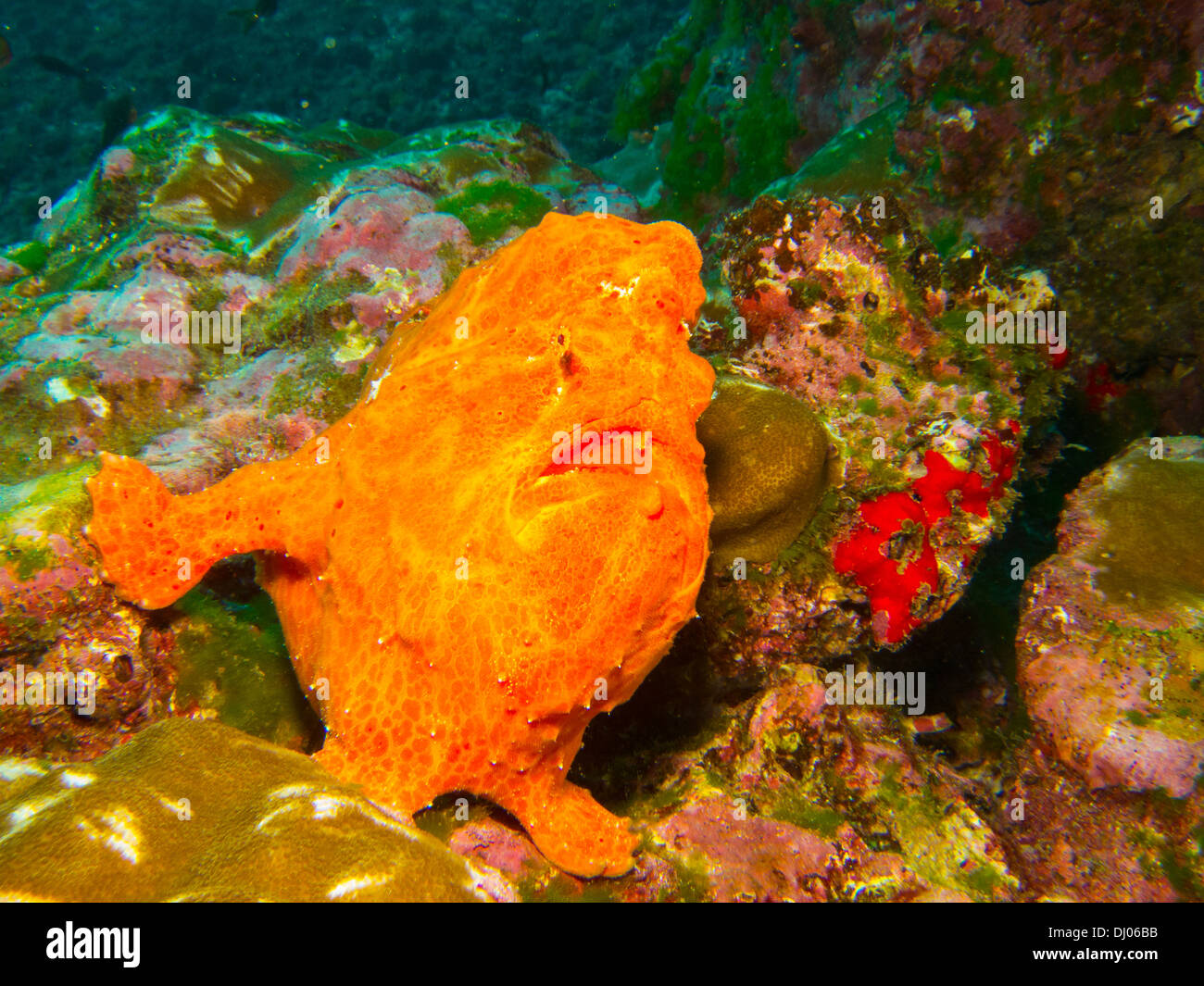 underwater, Costa Rica, Cocos Island, ocean, sea, scuba, diving, marine ...