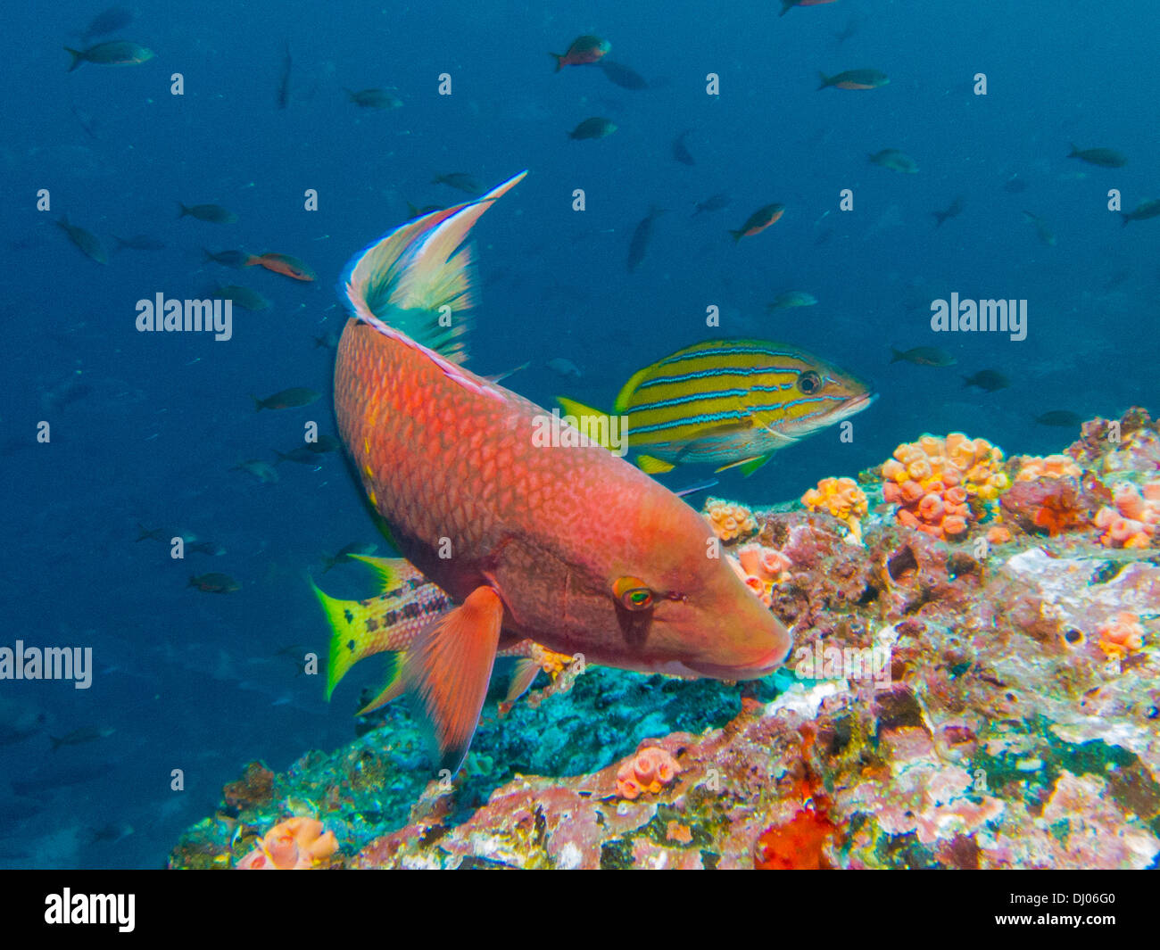 underwater, Costa Rica, Cocos island, ocean, sea, scuba, diving, marine ...