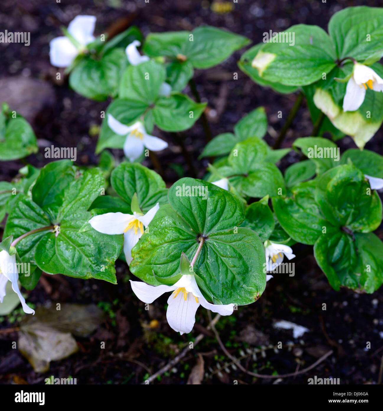 trillium grandiflorum shade shaded shady wood woodland floor flower ...
