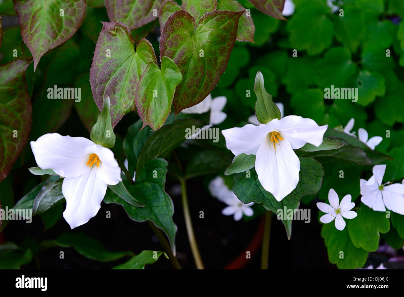 trillium grandiflorum shade shaded shady wood woodland floor flower ...