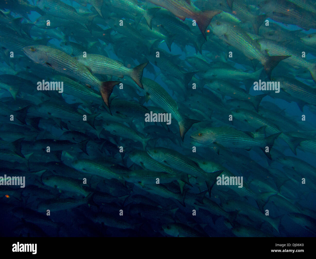 underwater, Costa Rica, Cocos island, sea, ocean, scuba, diving, marine ...