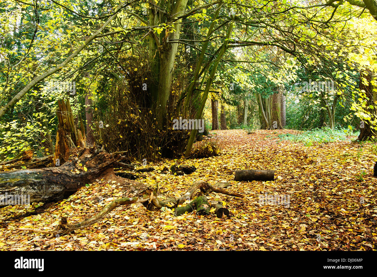 Dying trees hi-res stock photography and images - Alamy