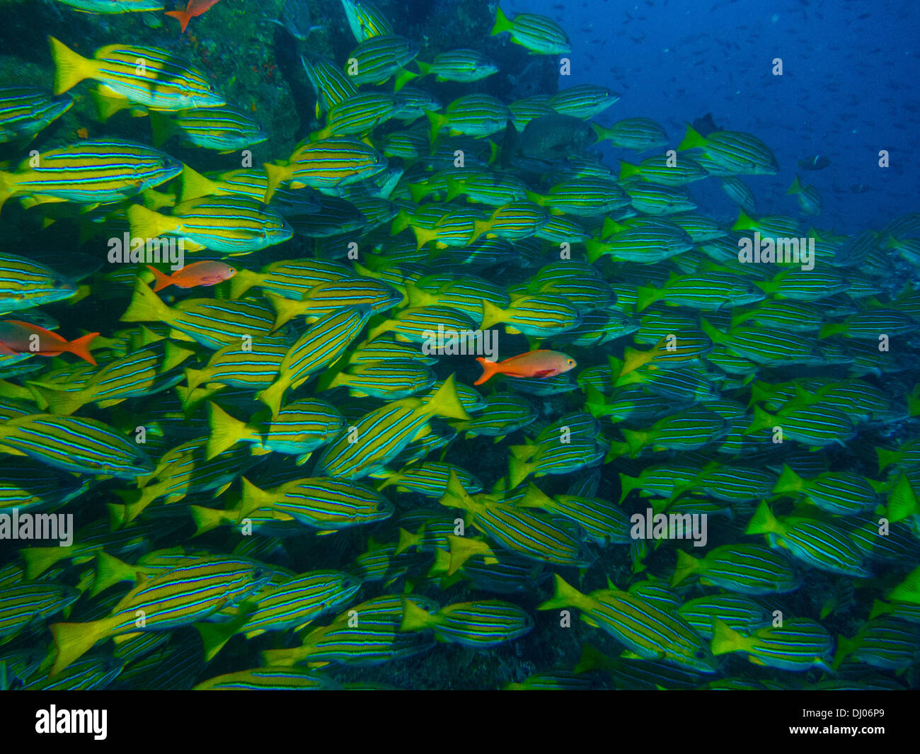 underwater, Costa Rica, Cocos island, sea, ocean, scuba, diving, marine ...