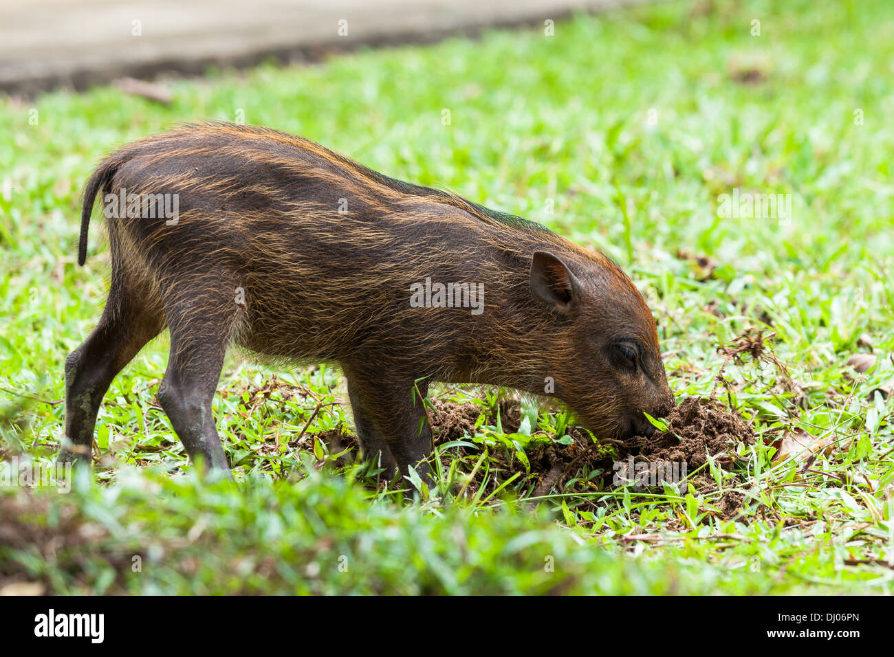 Baby wild boar hi-res stock photography and images - Alamy