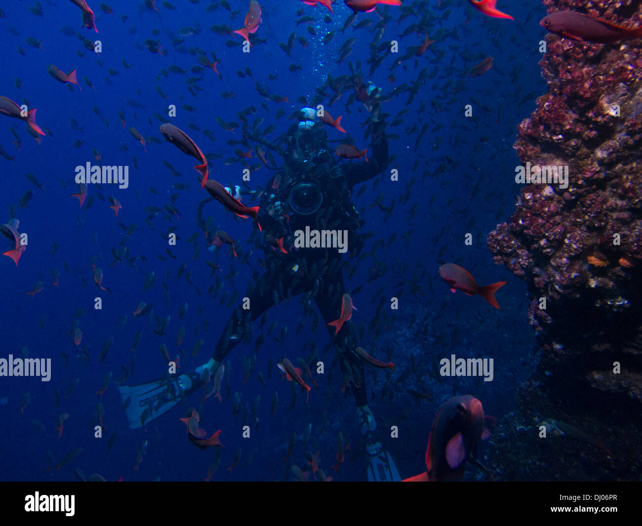 underwater, Costa Rica, Cocos island, sea, ocean, scuba, diving, marine ...