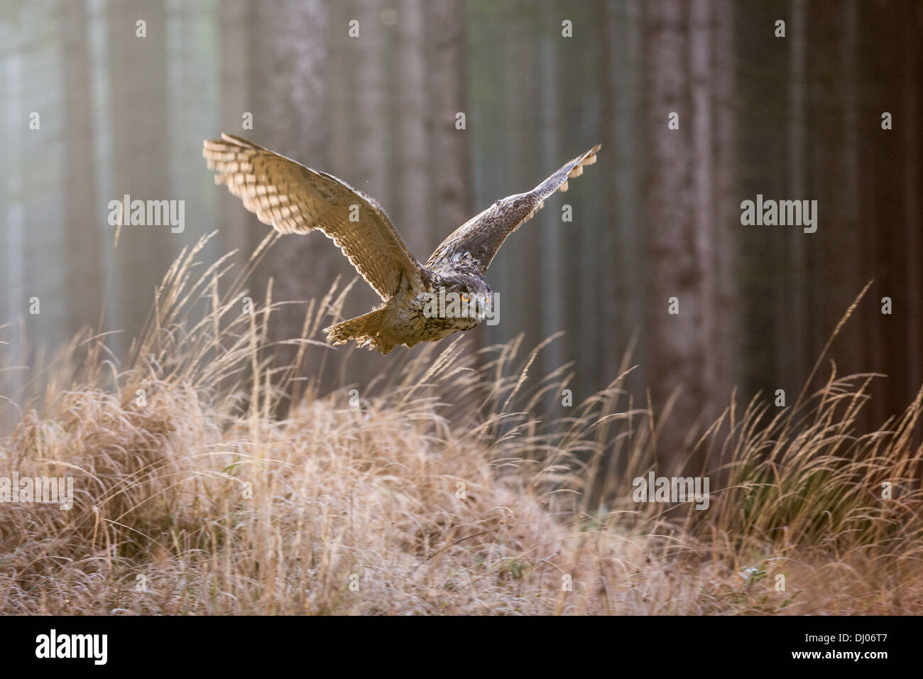 Eagle flying through trees hi-res stock photography and images - Alamy