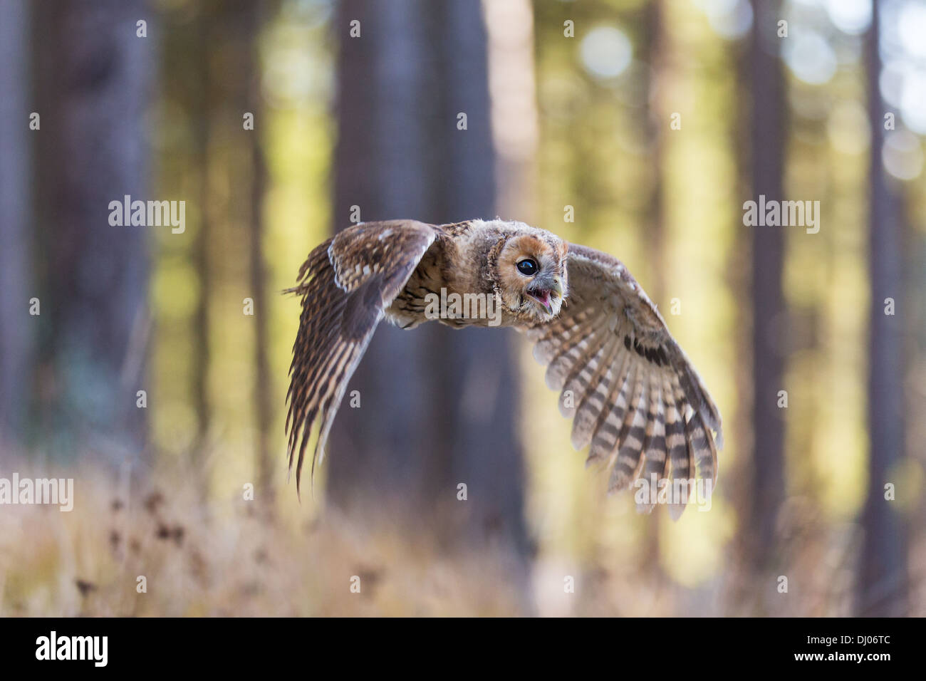 Tawny owl flying hi-res stock photography and images - Alamy