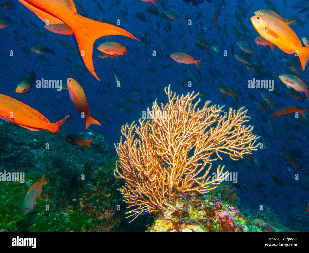 underwater, Costa Rica, Cocos island, sea, ocean, scuba, diving, marine ...