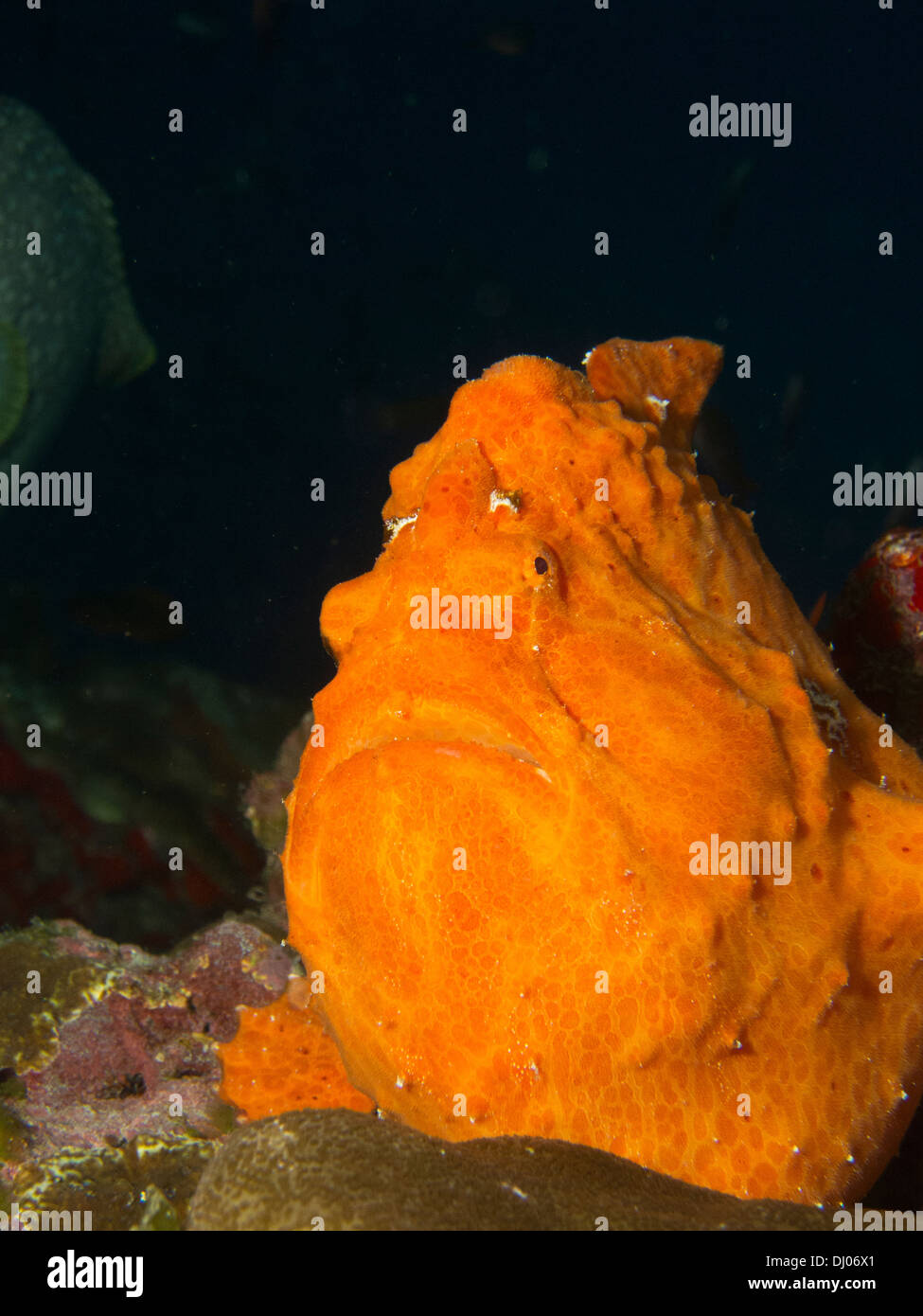 underwater, Costa Rica, Cocos Island, ocean, sea, scuba, diving, marine ...