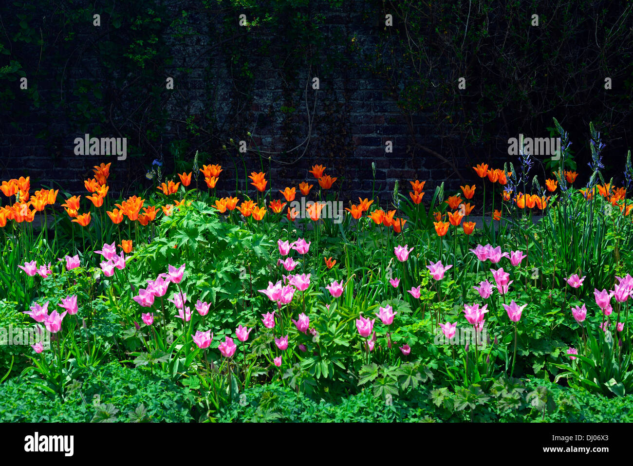 Mixed color tulip hi-res stock photography and images - Alamy