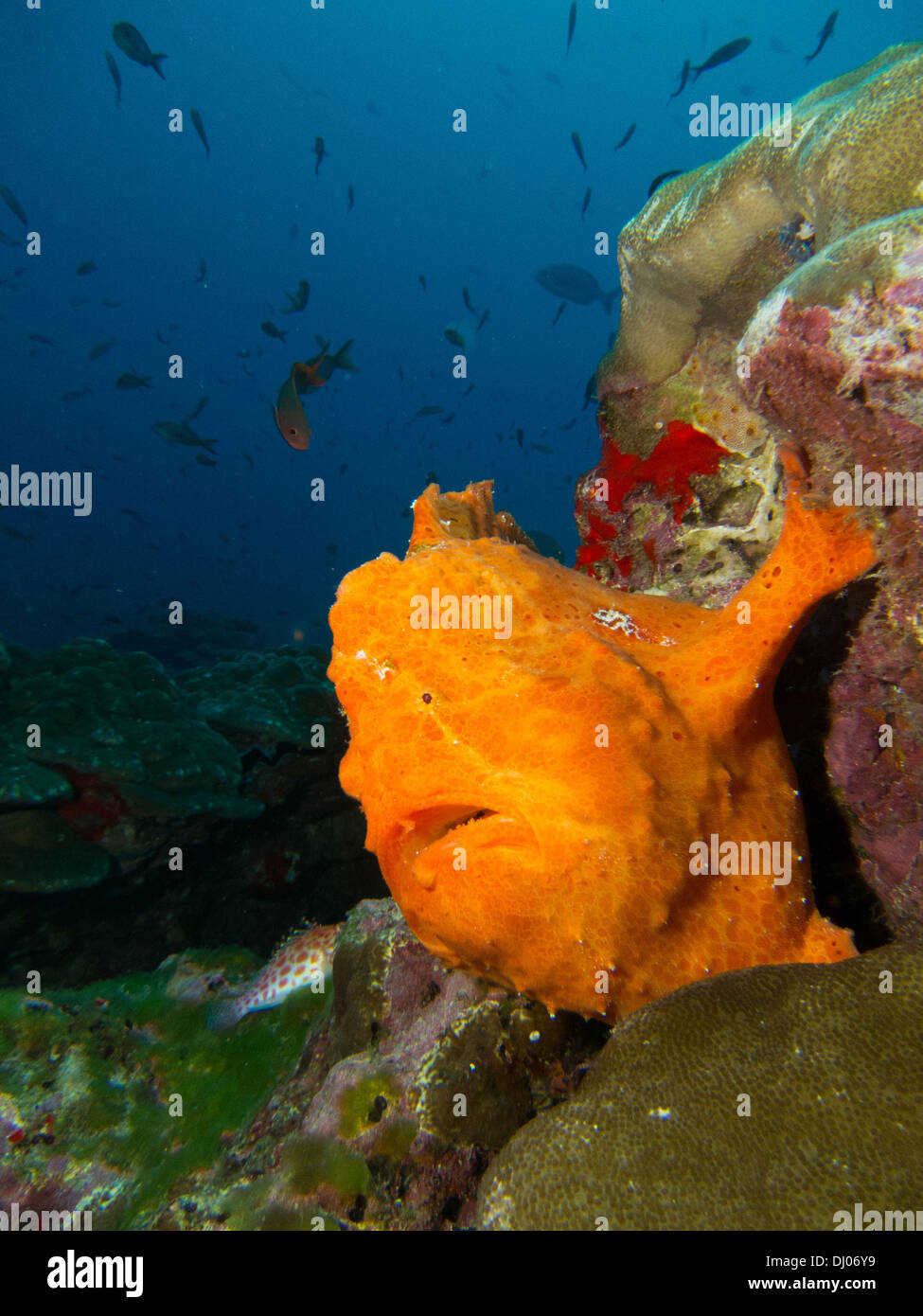underwater, Costa Rica, Cocos Island, ocean, sea, scuba, diving, marine ...