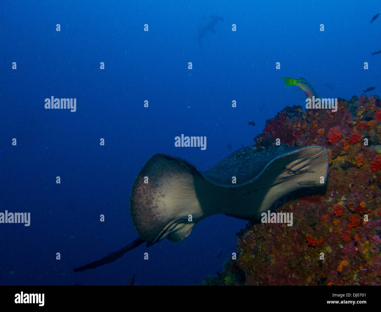 Underwater, Costa Rica, Cocos island, sea, ocean, scuba, diving, marine ...