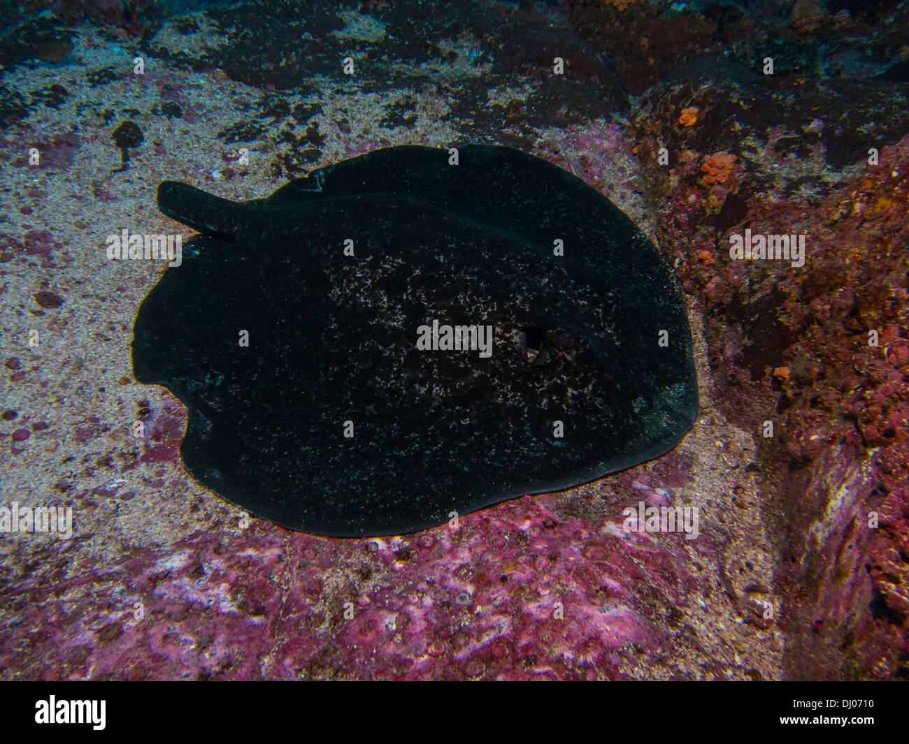 Underwater, Costa Rica, Cocos island, sea, ocean, scuba, diving, marine ...