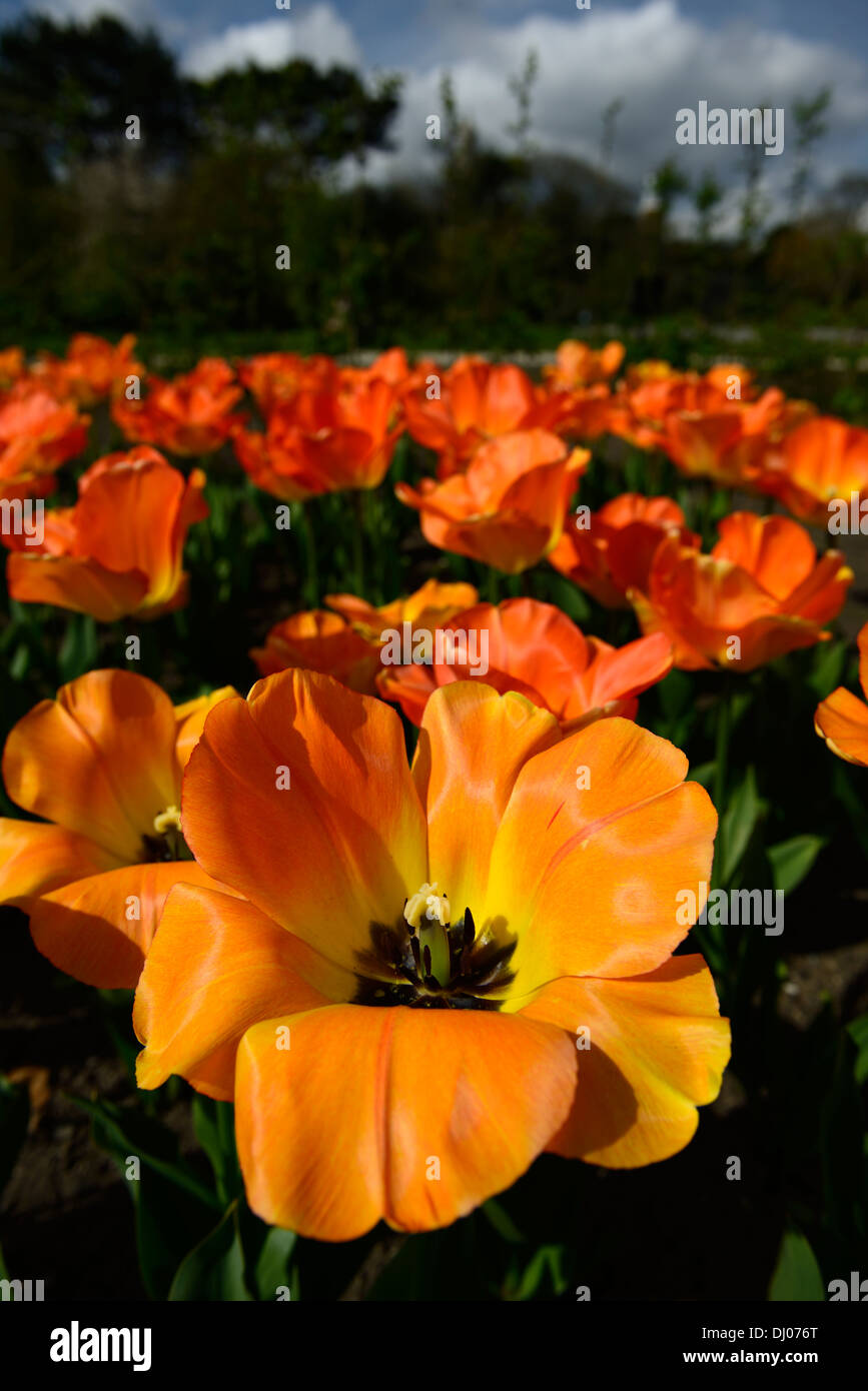 Tulipa Tulip daydream darwin hybrid group flowers spring flower bloom blossom Apricot Yellow ...
