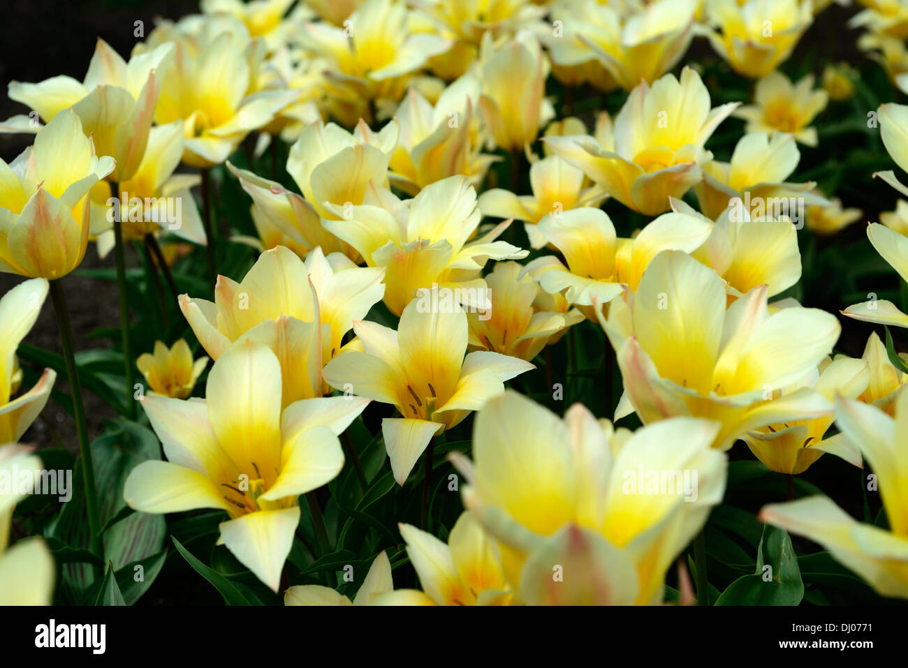 Tulipa fur elise tulip greigii hi-res stock photography and images - Alamy